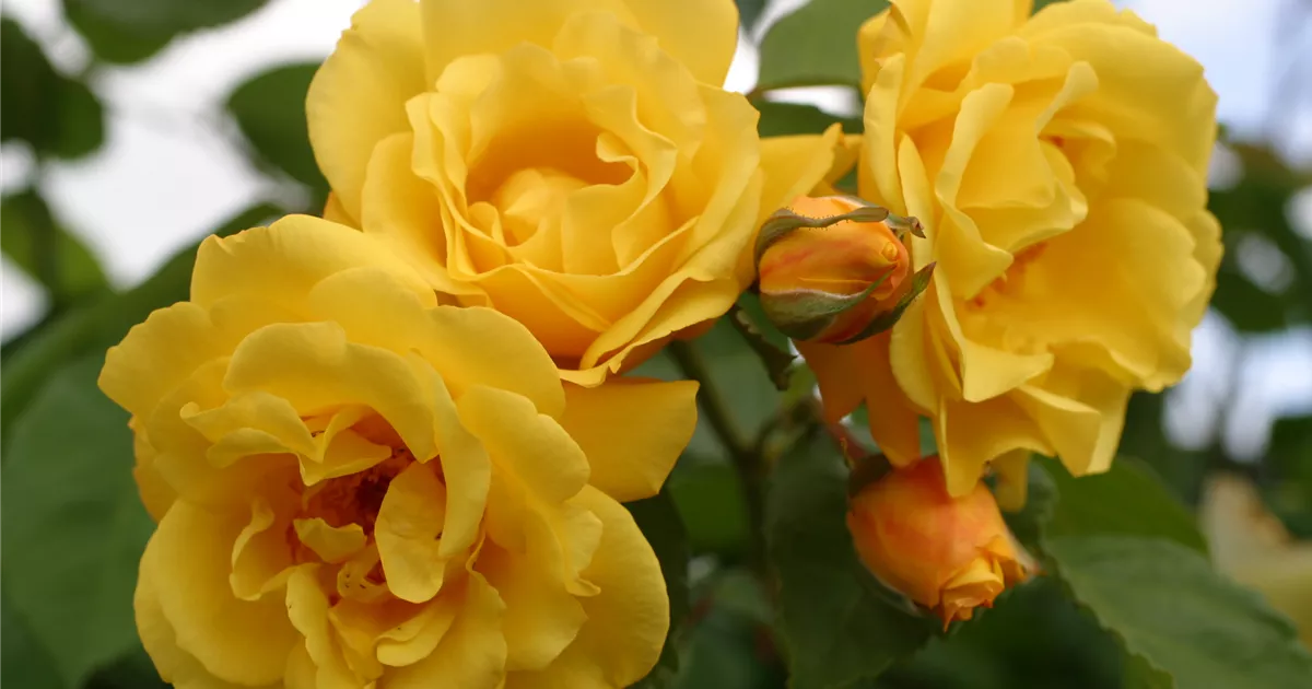 Rosa 'Golden Gate®', Kletterrose 'Golden Gate' - Rosengut Langerwisch