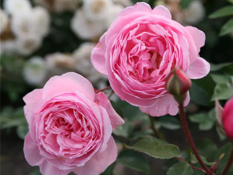 Kletterrose 'Kiss Me Kate', Rosa 'Kiss Me Kate®' - Rosengut Langerwisch