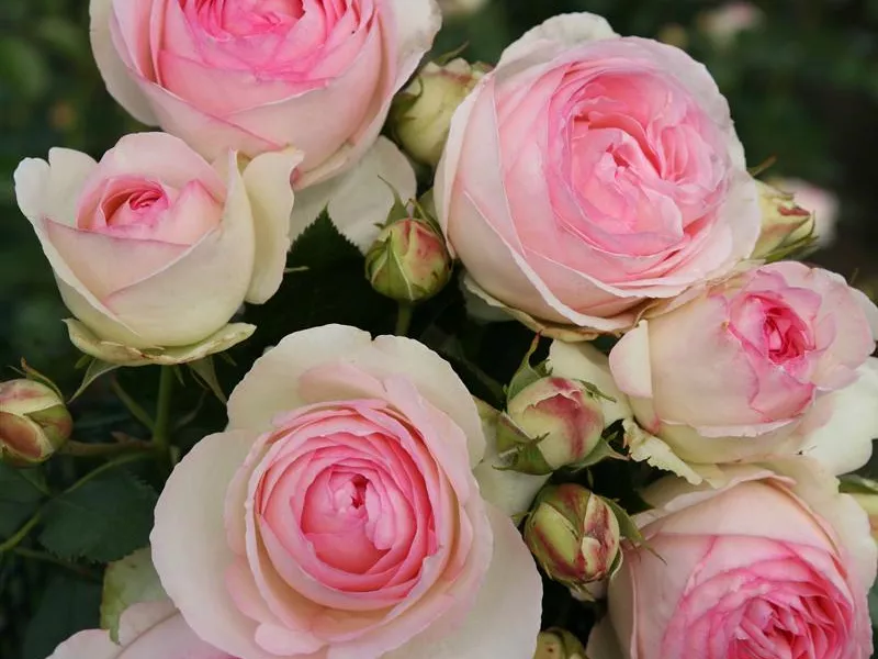 Strauchrose 'Eden Rose '85', Rosa 'Eden Rose '85®' - Rosengut Langerwisch