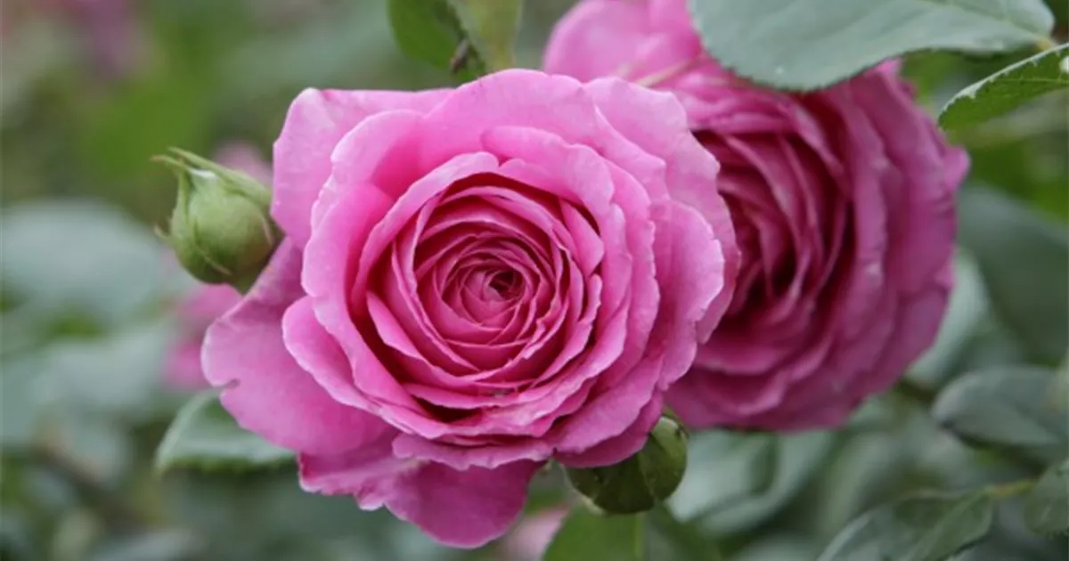 Rosa 'Jennifer Rose', Beetrose Jennifer Rose - Rosengut Langerwisch