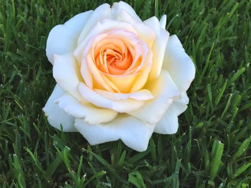 Edelrose Anastasia, Rosa 'Anastasia' - Rosengut Langerwisch