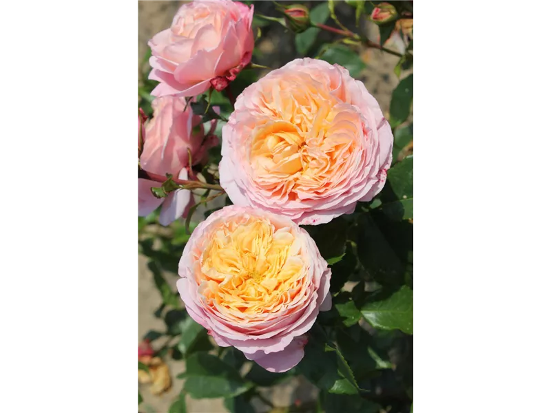 frz. Rose Domaine de Chantilly Edelrose, Rosa 'Domaine de Chantilly ...