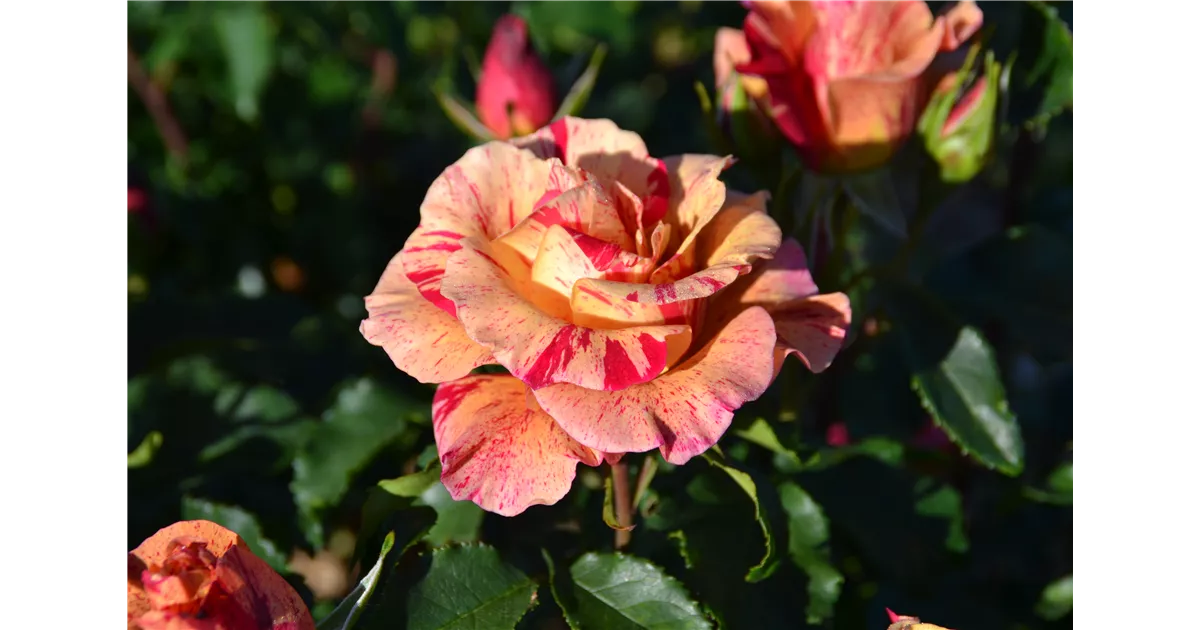 Rosa 'Edgar Degas®' delstrisang, frz. Rose 'Edgar Degas' - Malerrose ...