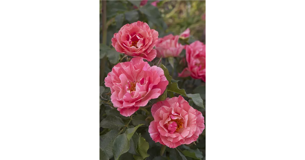 frz. Rose Grimaldi Malerrose, Rosa 'Grimaldi'® delstror - Rosengut ...