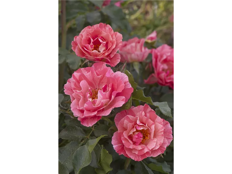 frz. Rose Grimaldi Malerrose, Rosa 'Grimaldi'® delstror - Rosengut ...