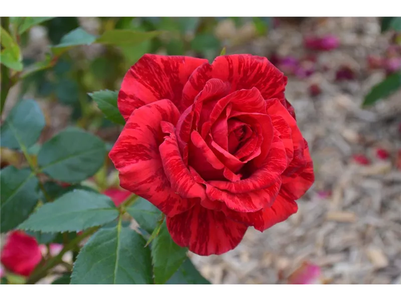 frz. Rose 'Red Intitution' - Edelrose, Rosa 'Red Intution®' delstriro ...