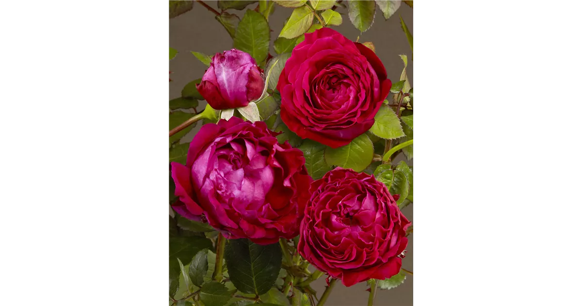 Strauchrose 'Burgundy Ice' Stamm 90 cm, Rosa 'Burgundy Ice®' - Rosengut ...