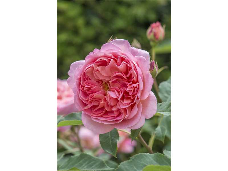 Engl. Rose Boscobel, Rosa 'Boscobel' - Rosengut Langerwisch