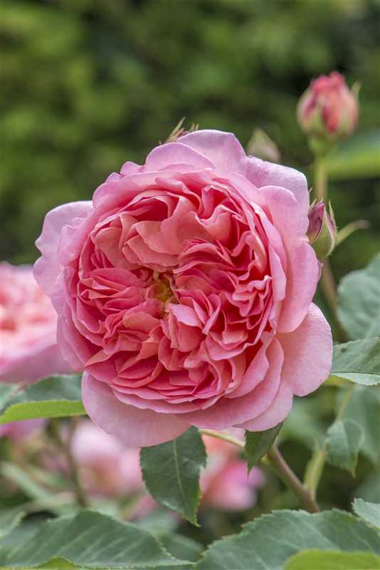 Engl. Rose Boscobel, Rosa 'Boscobel' - Rosengut Langerwisch