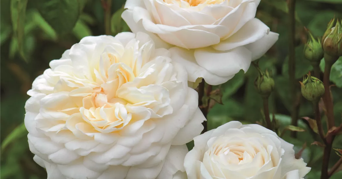 Engl. Rose Tranquillity Stamm 90cm, Rosa 'Tranquillity' - Rosengut ...