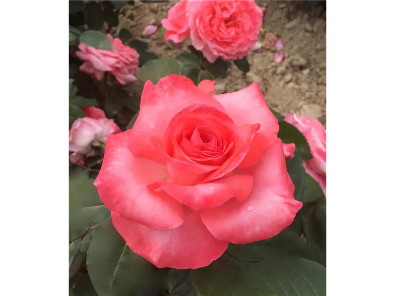 Edelrose 'Marie Caroline', Rosa 'Marie Caroline®' - Rosengut Langerwisch