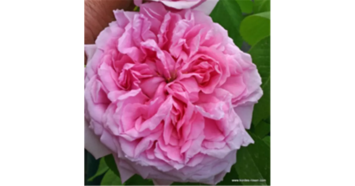 Histor. Rose Madame Boll, Rosa 'Madame Boll' - Rosengut Langerwisch