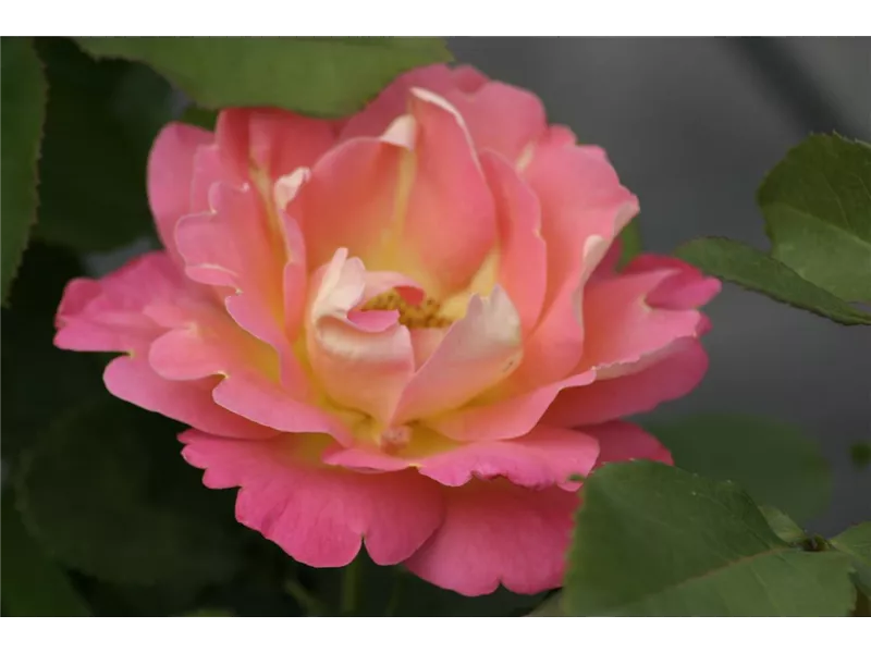 Edelrose Inspiration, Rosa 'Inspiration®' - Rosengut Langerwisch