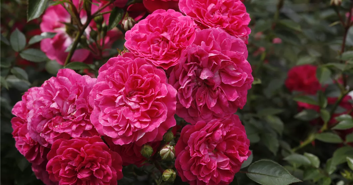 Zwergrose 'Roxy', Rosa 'Roxy®' - Rosengut Langerwisch