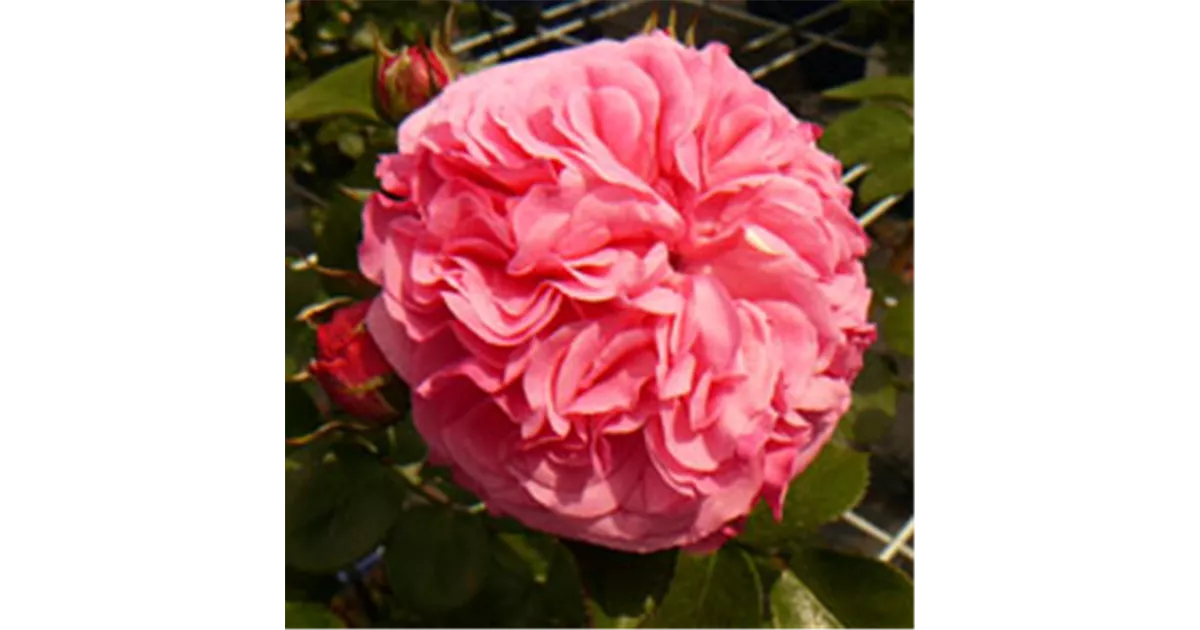 Beetrose 'Midsummer®', Rosa 'Midsummer®' - Rosengut Langerwisch