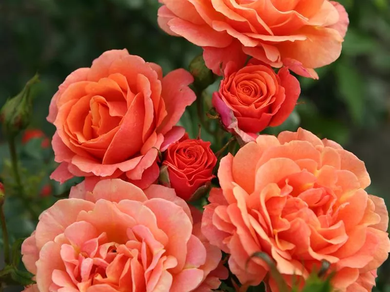 Strauchrose Lambada, Rosa 'Lambada' - Rosengut Langerwisch