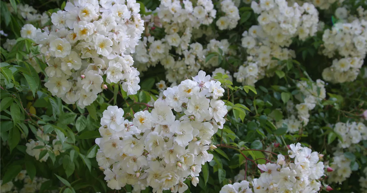 Ramblerrose 'Bobbie James', Rosa 'Bobbie James®' - Rosengut Langerwisch