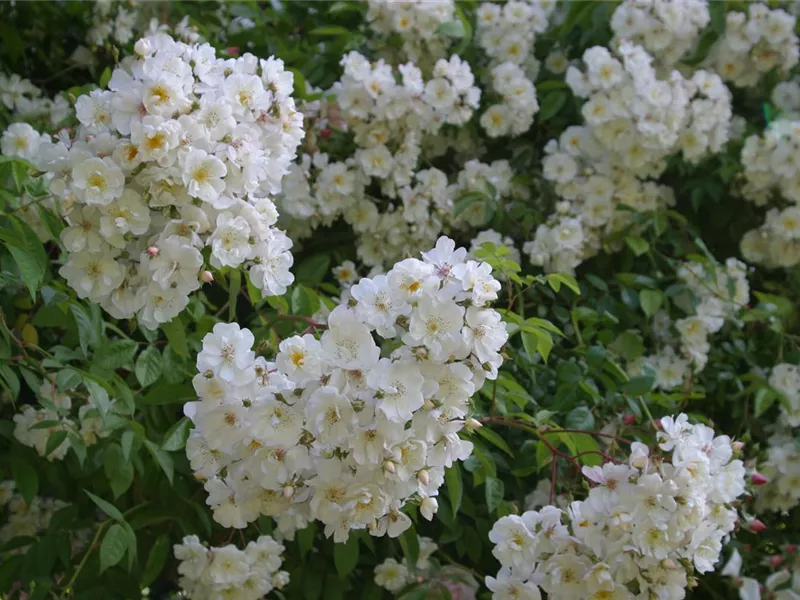 Ramblerrose 'Bobbie James', Rosa 'Bobbie James®' - Rosengut Langerwisch