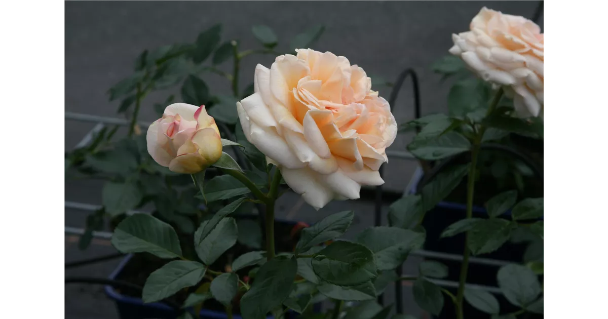 Edelrose 'Audienz', Rose 'Audienz®' - Rosengut Langerwisch