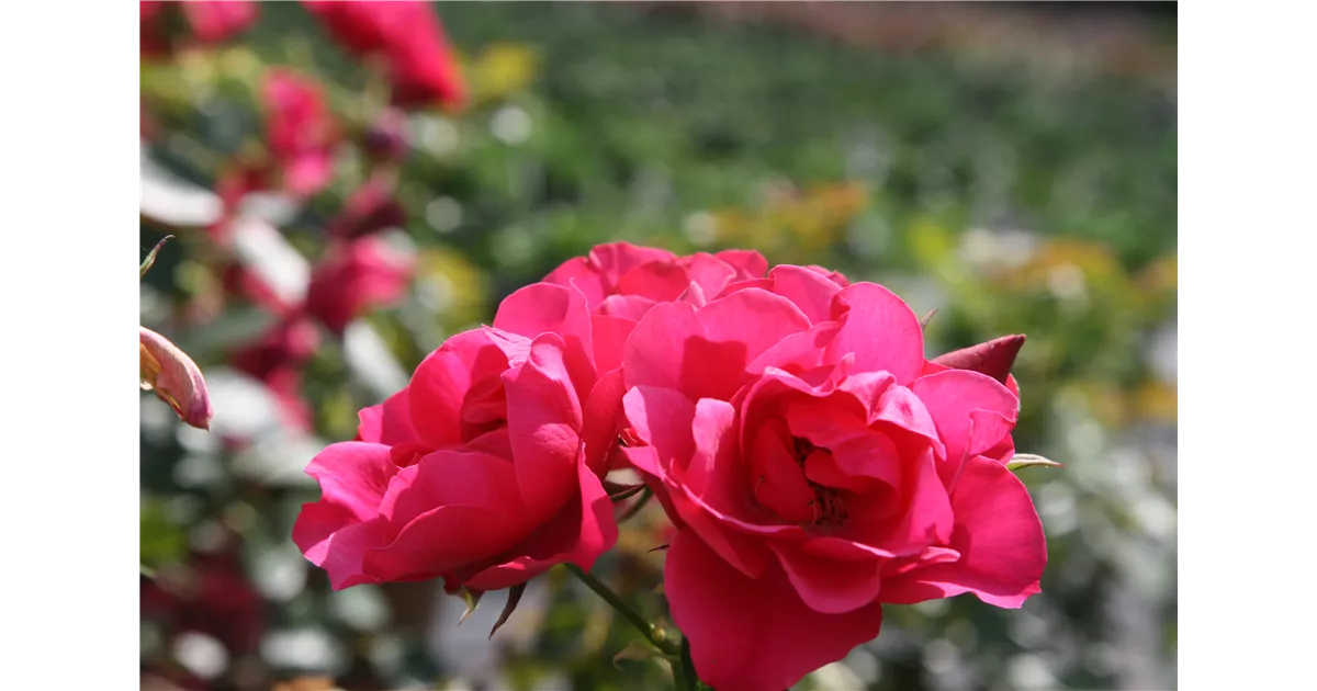 Beetrose Pink Forest Rose, Rosa 'Pink Forest Rose' - Rosengut Langerwisch