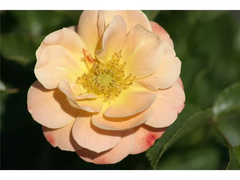 Bodendeckerrose 'Sedana', Rosa 'Sedana®' - Rosengut Langerwisch