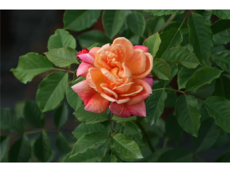 Kletterrose Aloha, Rosa 'Aloha' - Rosengut Langerwisch