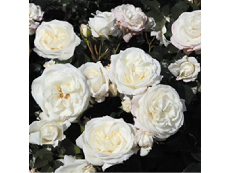 Beetrose Alabaster, Rosa 'Alabaster' - Rosengut Langerwisch