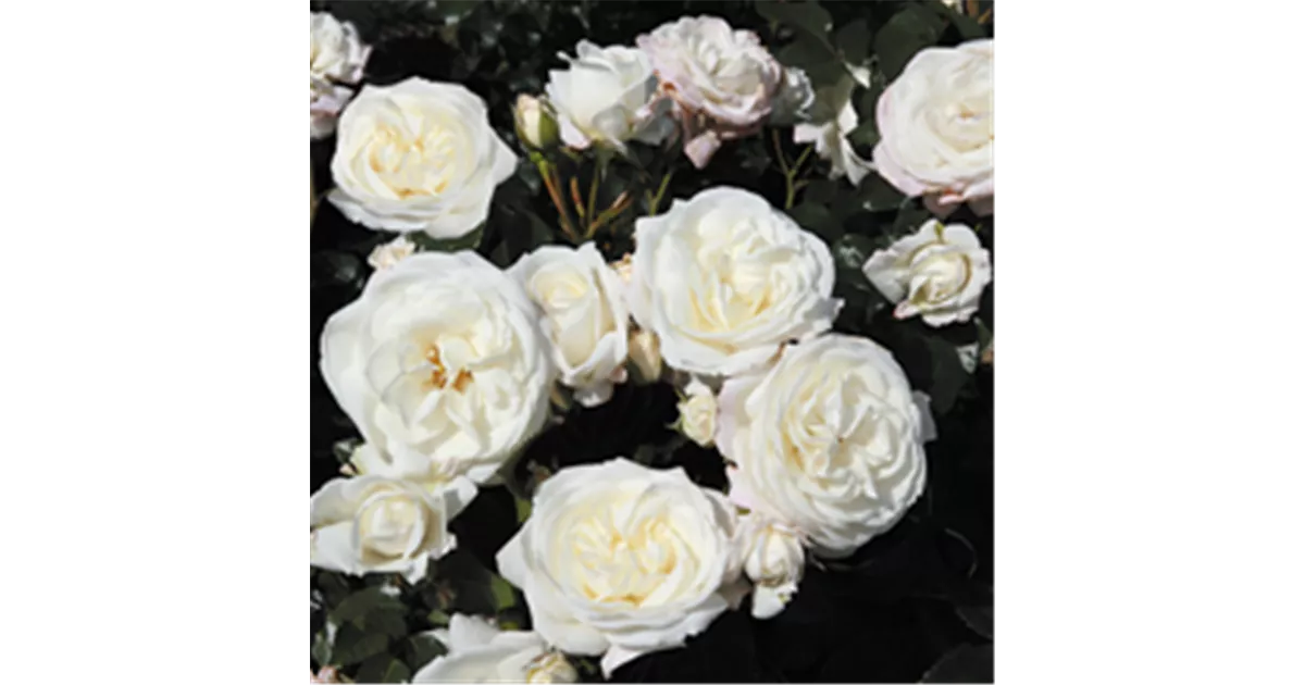 Beetrose 'Alabaster®', Rosa 'Alabaster®' - Rosengut Langerwisch