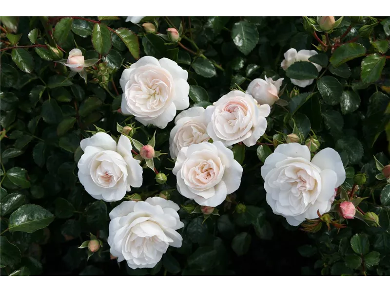 Bodendeckerrose 'Kastelruther Spatzen® Rose', Rosa 'Kastelruther ...