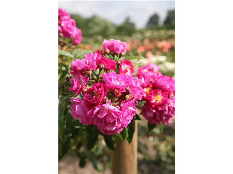 Ramblerrose 'Perennial Blue', Rosa 'Perennial Blue®' - Rosengut Langerwisch