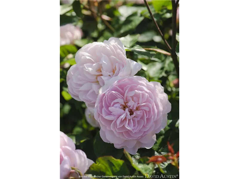 Engl. Rose 'Gentle Hermione', Rosa 'Gentle Hermione®' (Ausrumba ...