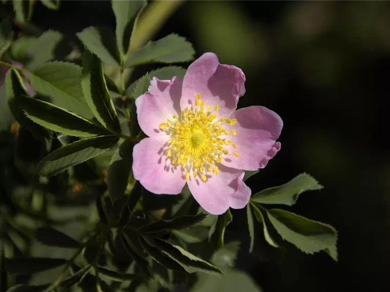 Wildrose 'Pillnitzer Vitaminrose PiRo3', Rosa 'Pillnitzer Vitaminrose ...