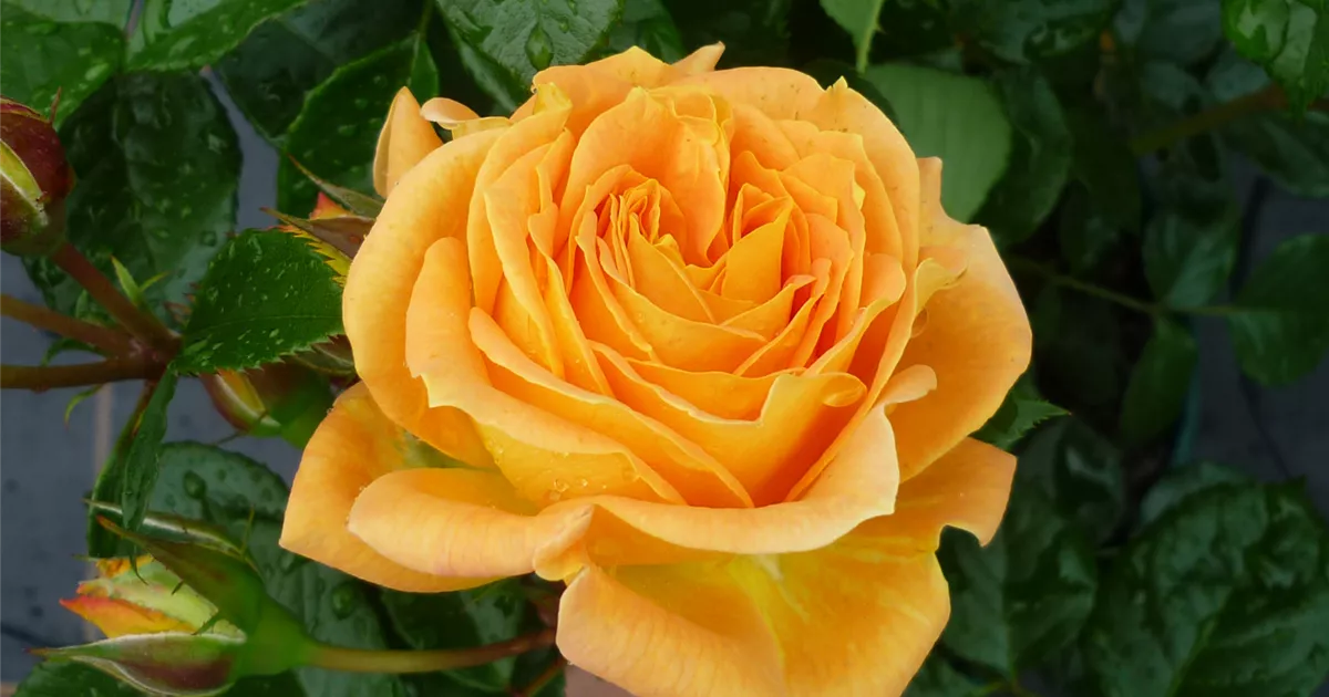 Rosa 'Goldelse®', Beetrose 'Goldelse®' - Rosengut Langerwisch