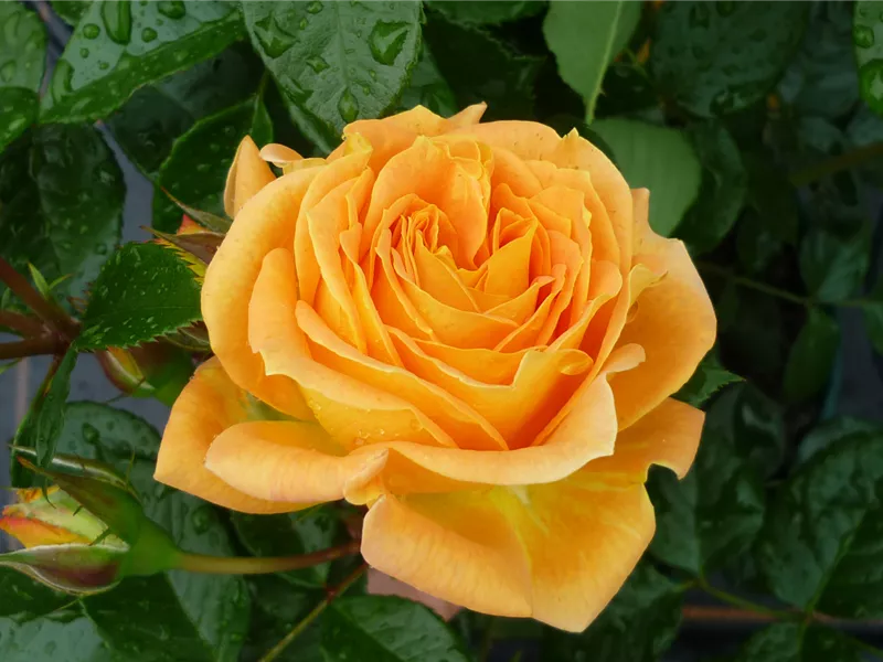Rosa 'Goldelse®', Beetrose 'Goldelse®' - Rosengut Langerwisch