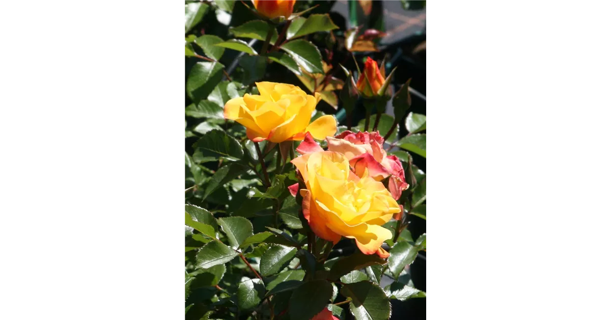 Beetrose 'Bright Smiles®', Rosa 'Bright Smiles®' - Rosengut Langerwisch