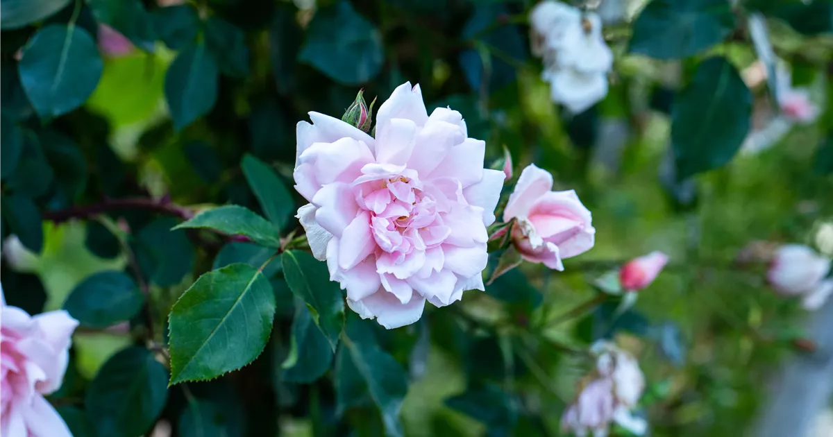 Ramblerrose 'Albertine', Rose 'Albertine®' - Rosengut Langerwisch
