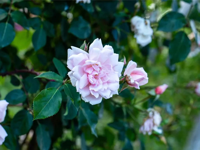 Ramblerrose 'Albertine', Rose 'Albertine®' - Rosengut Langerwisch