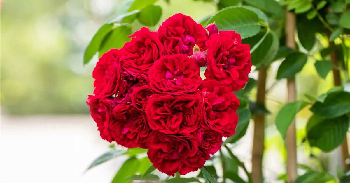 Ramblerrose 'Chevy Chase' , Rosa 'Chevy Chase®' - Rosengut Langerwisch