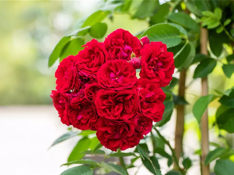 Ramblerrose 'Chevy Chase' , Rosa 'Chevy Chase®' - Rosengut Langerwisch