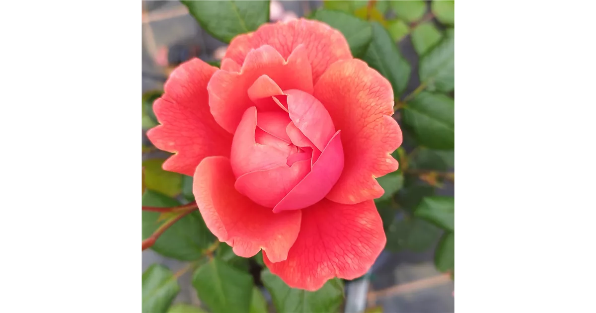 Rosa 'Summer Song®' (Austango), Engl. Rose 'Summer Song' - Rosengut ...