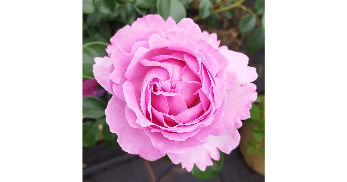 frz. Rose 'Alexandra David Neel' - Beetrose, Rosa 'Alexandra David Neel ...