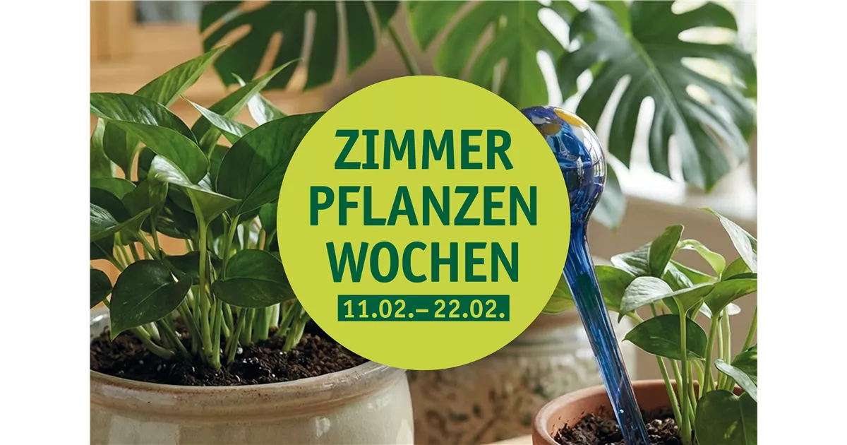 Zimmerpflanzenwoche - Rosengut Langerwisch